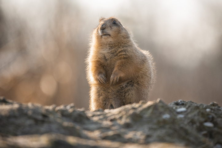 The Origins of Groundhog Day